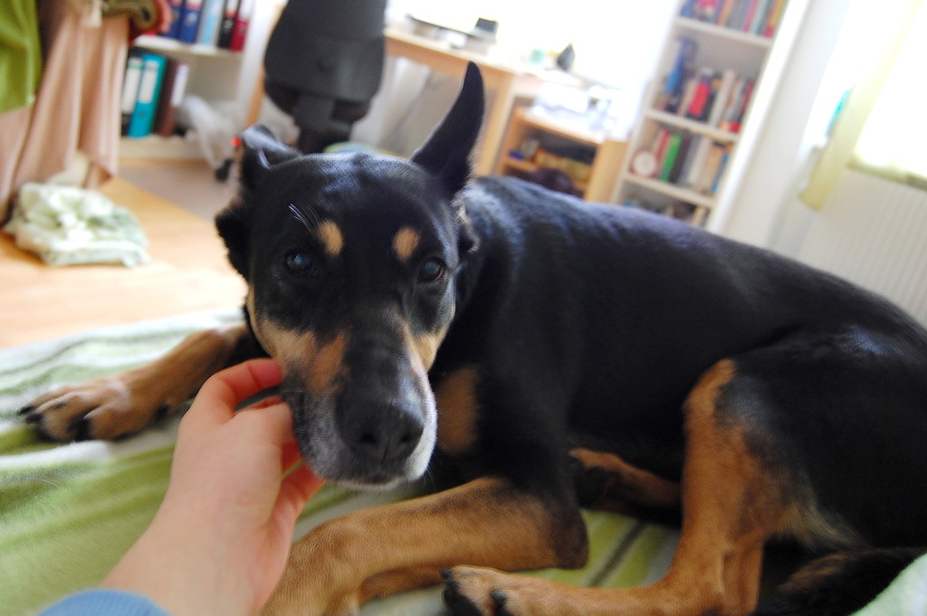 Zeitmanagement | tierheimhunde.auf-hundespur.com